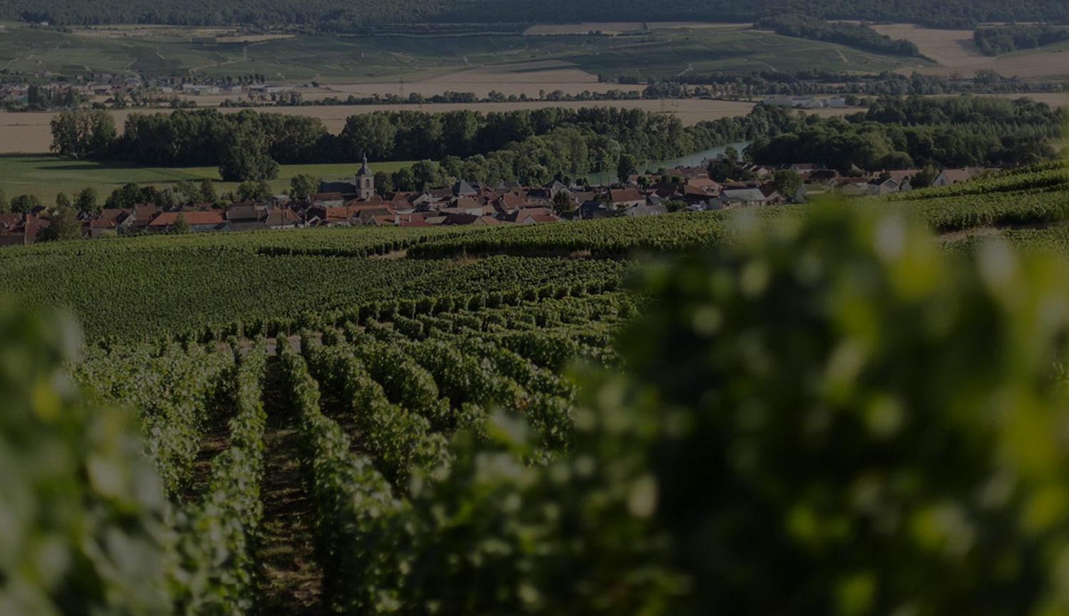 Champagne Luc Millet - CHAMPAGNE LUC MILLET